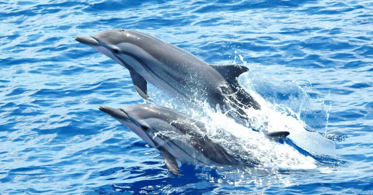 Tropski Maldivi | Turistična Agencija GEA