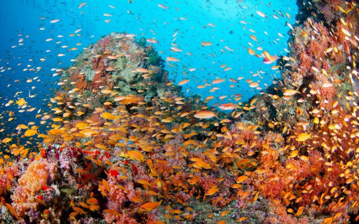 Tropski Maldivi | Turistična Agencija GEA